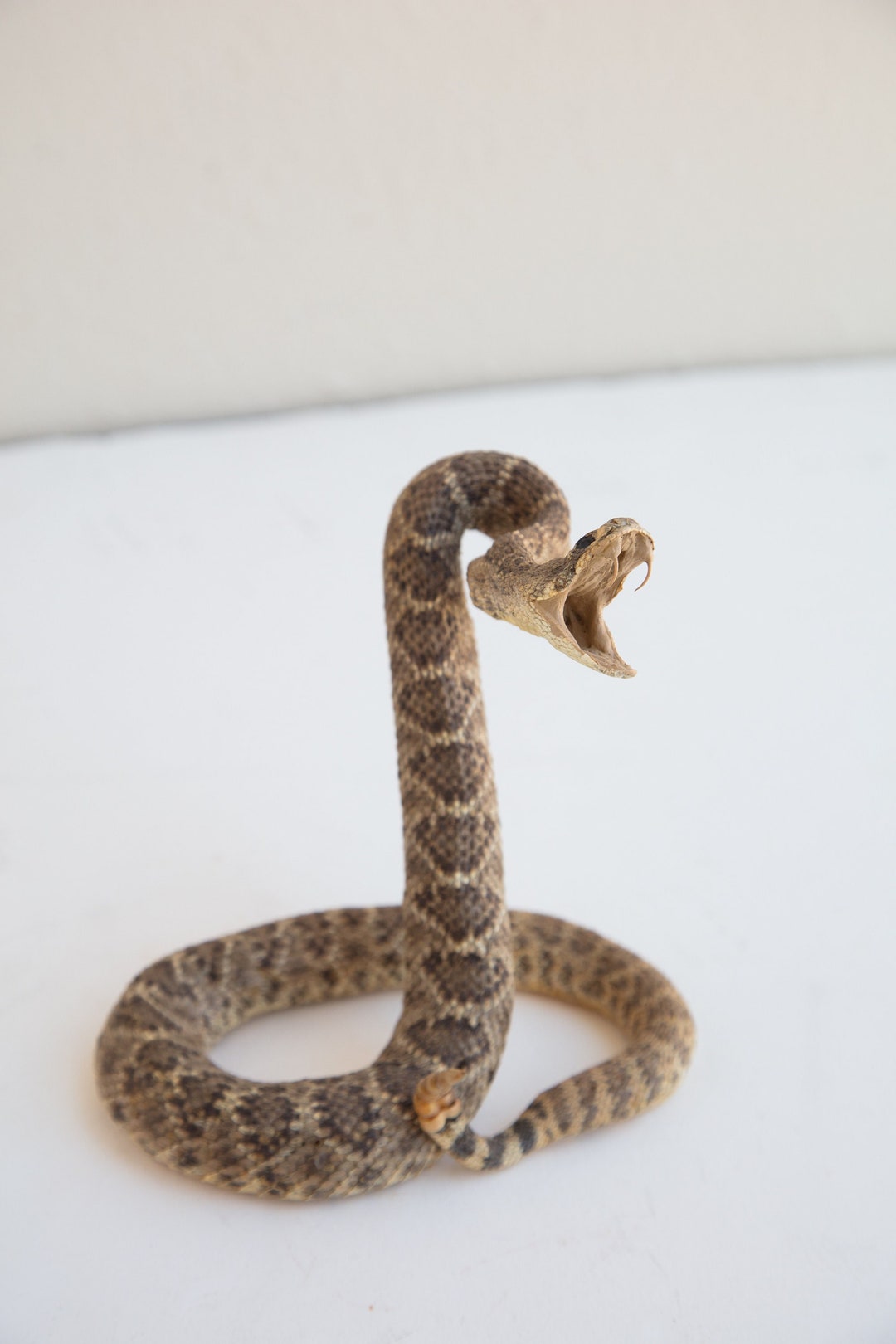 Antique Taxidermy - Rattle Snake Mount - Striking Pose - Glass Dome ...