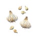 Paper Garlic - Print - Etsy
