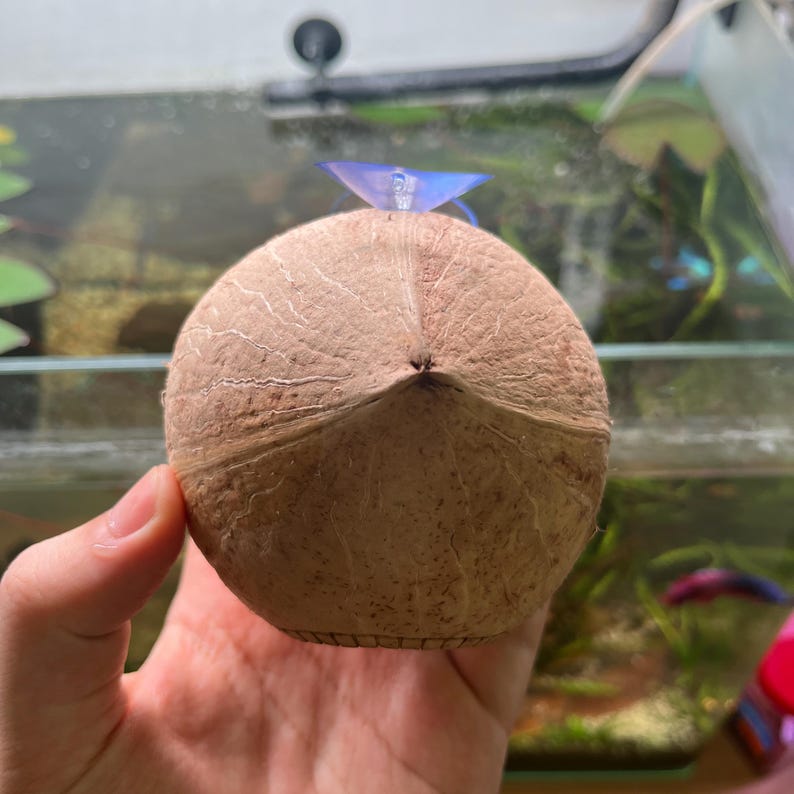 Coconut Shell Aquarium Cave With Driftwood, Natural Fish Tank Decor ...