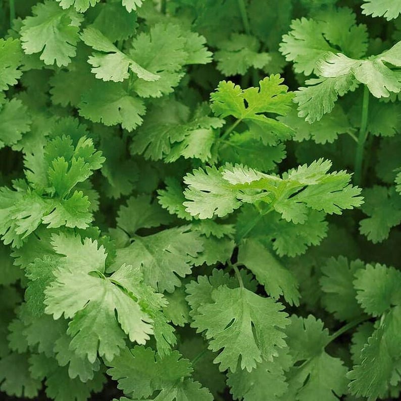 Santo Cilantro Coriander, 50 Seeds, Culinary Herb, Attracts Beneficial ...