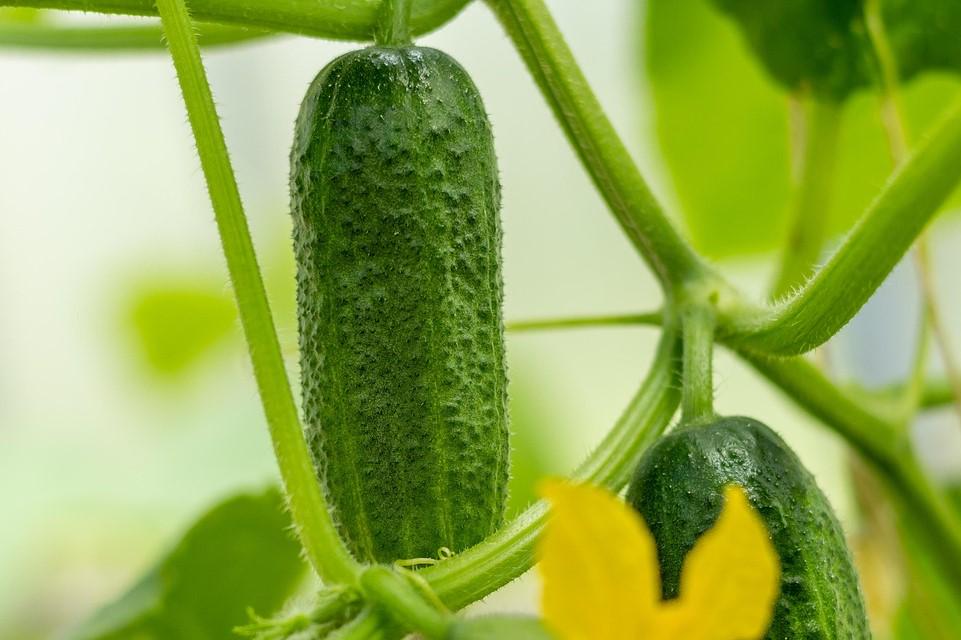 Patio Snacker Cucumber, 25 Seeds, Compact Vegetable for Container. - Etsy
