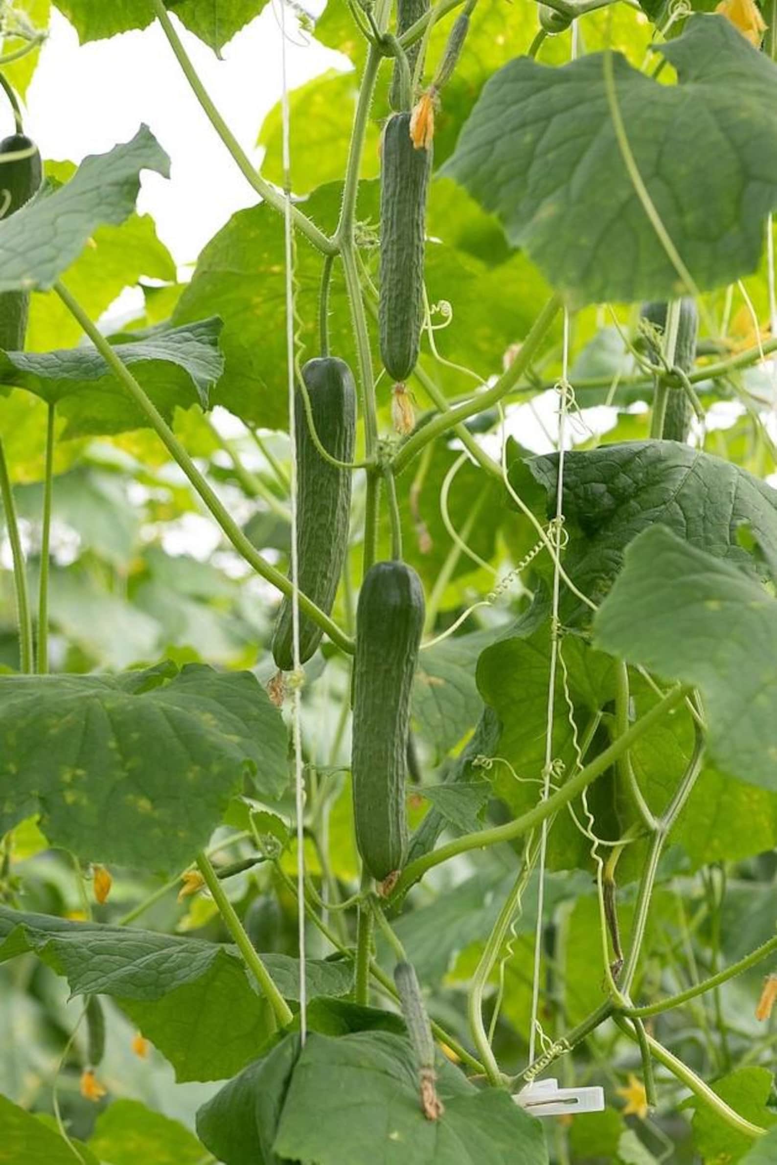 Patio Snacker Cucumber, 25 Seeds, Compact Vegetable for Container. - Etsy