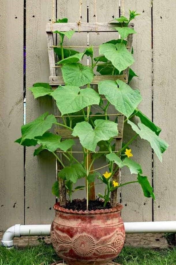 Patio Snacker Cucumber, 25 Seeds, Compact Vegetable for Container. - Etsy