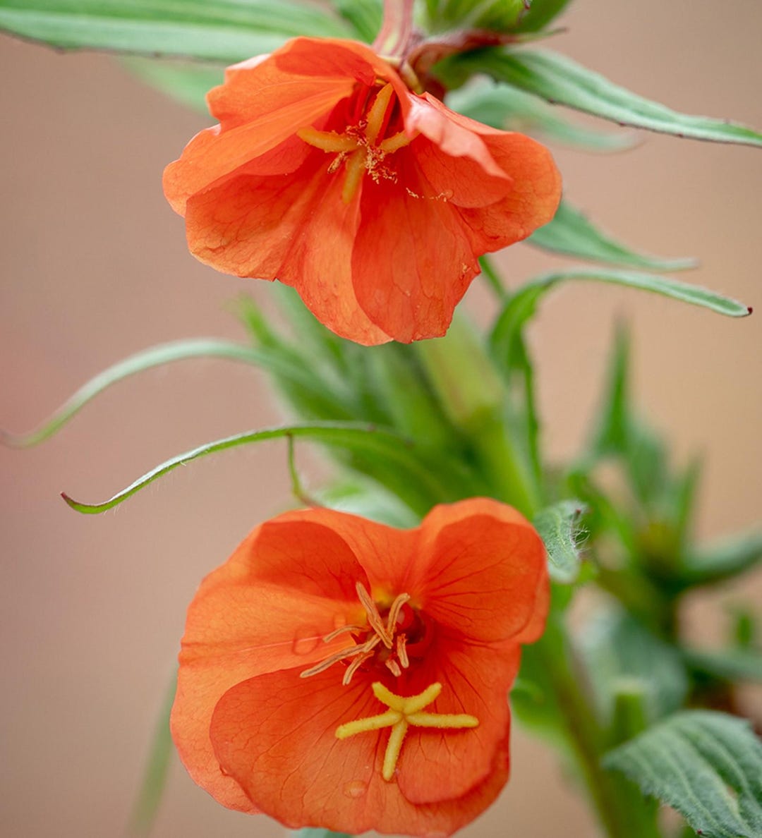 Oenothera Sunset Boulevard, 25+ Seeds, Orange-red Evening Primrose ...