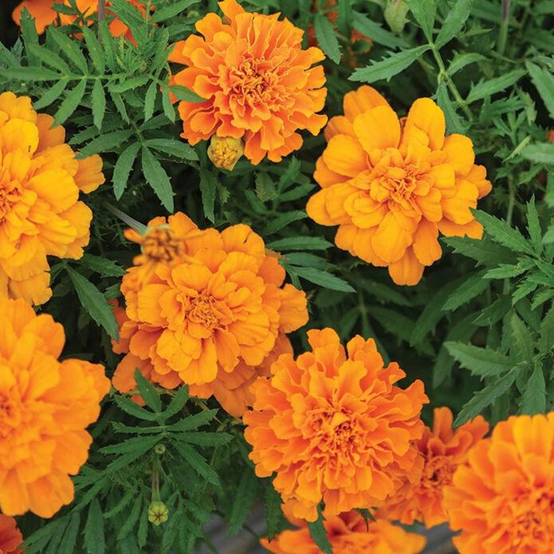 Durango Orange Marigold, 25 Seeds. Dwarf French Marigold. Attracts ...