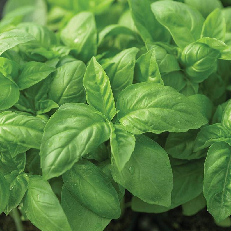 Italian Large Leaf Basil, 100 Seeds, Heirloom Culinary Herb, Attracts ...