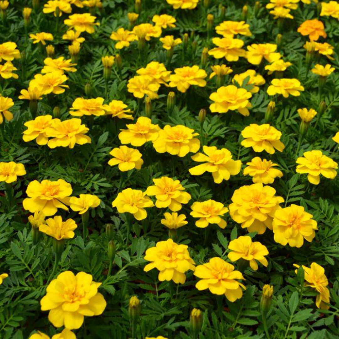 Durango Yellow Marigold, 25 Seeds. Dwarf French Marigold. Attracts ...