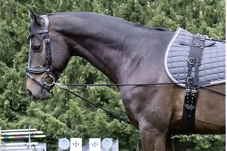 Pessoa Training System | Synthetic Horse Lunging Aid | Combi Trainer ...