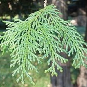 HINOKI BATH BOMB. Muscle Relaxation. Japanese Flavor. Bridal Shower ...