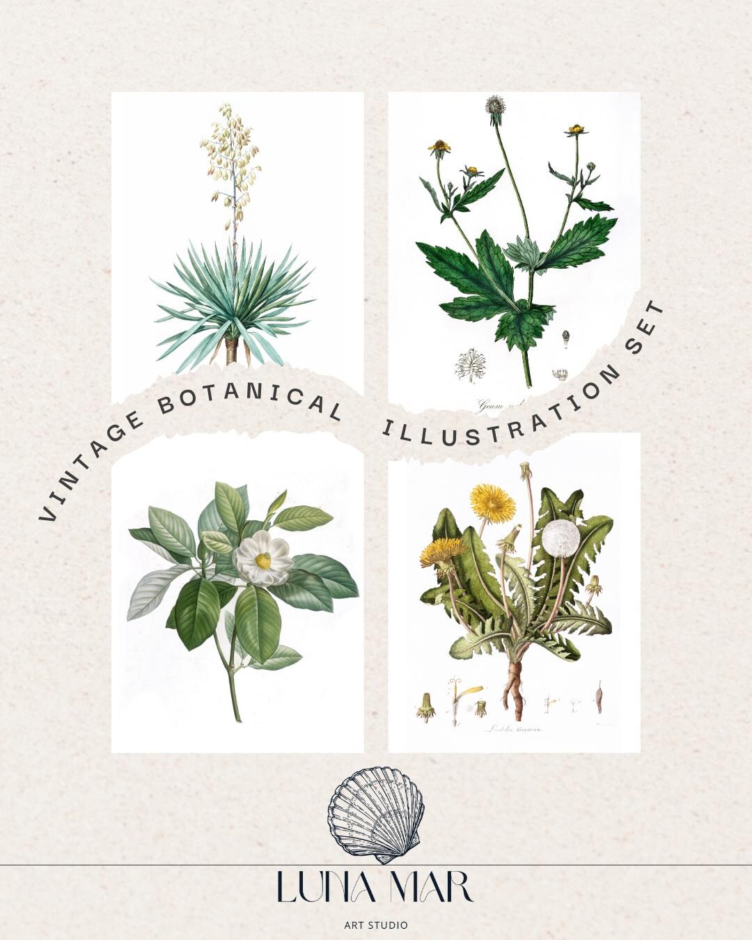 Vintage Botanical Print Set: Antique Plant Illustrations (digital ...