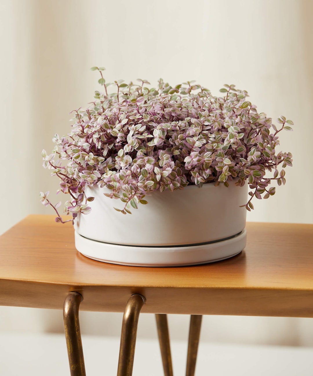Callisia Repens | Tradescantia Callisa | Pink Panther | Creeping Inch ...