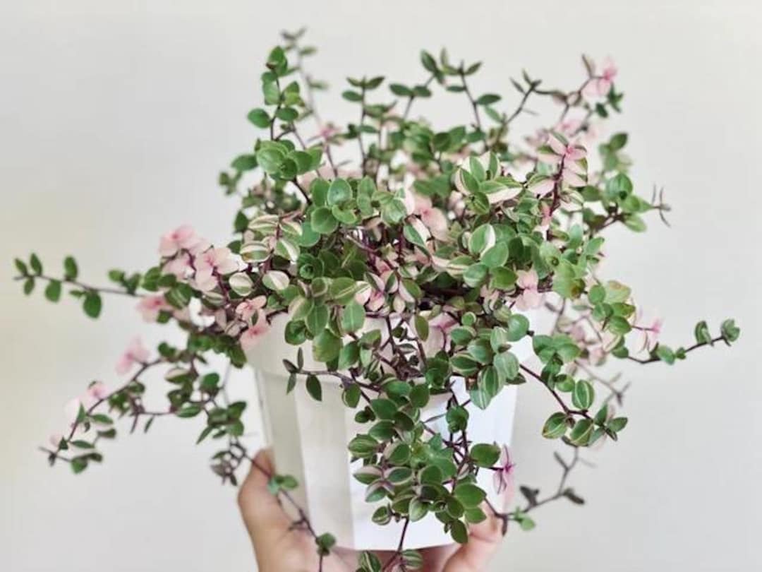 Callisia Repens | Tradescantia Callisa | Bianca |creeping Inch Plant ...