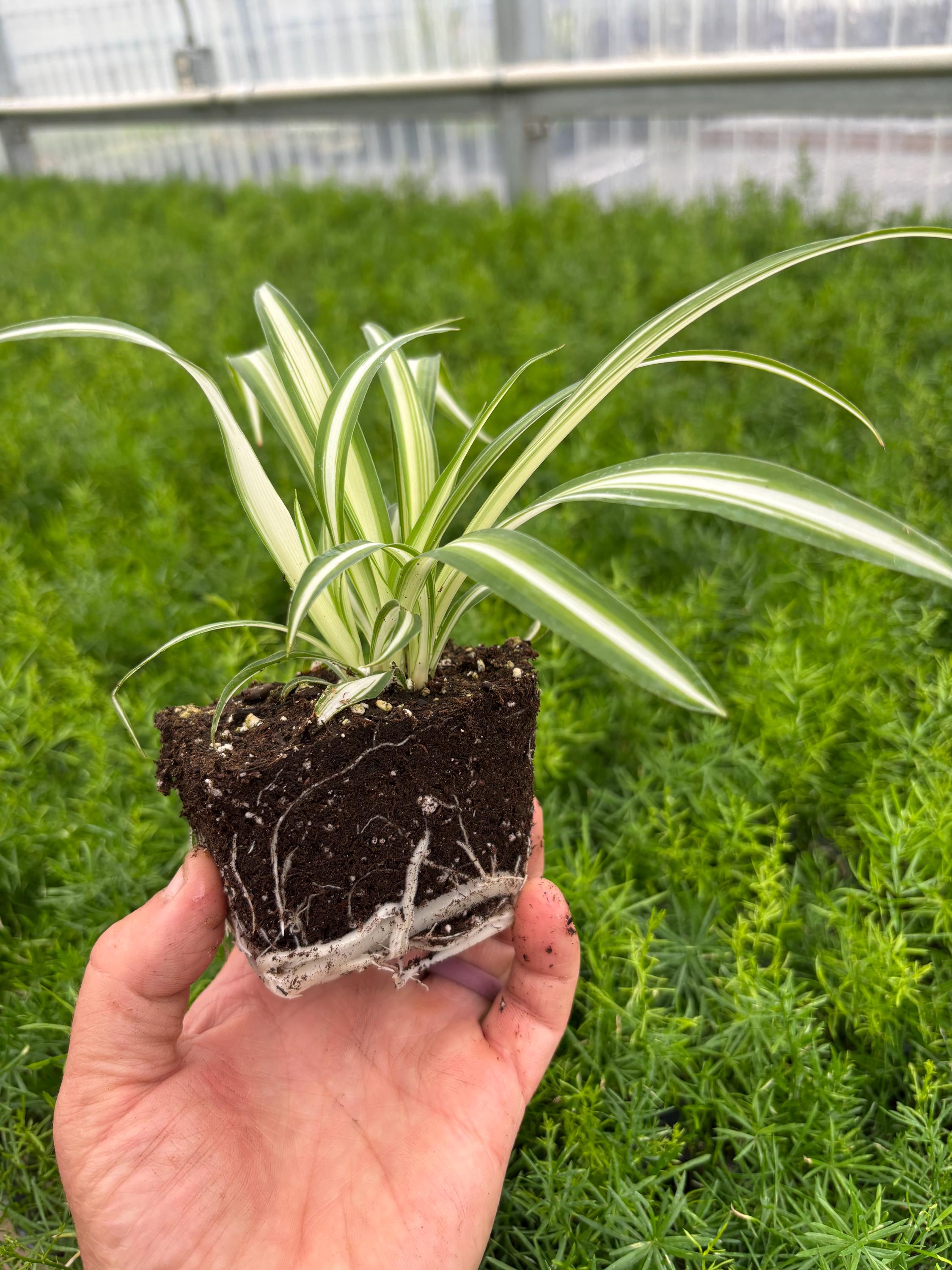 Airplane Plant | Spider Plant | Houseplant | Chlorophytum Comosum ...