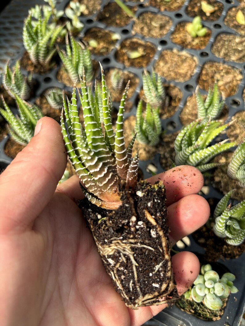 Hawthoria Super Fasciata | Zebra Plant | Haworthiopsis | Rock Garden ...