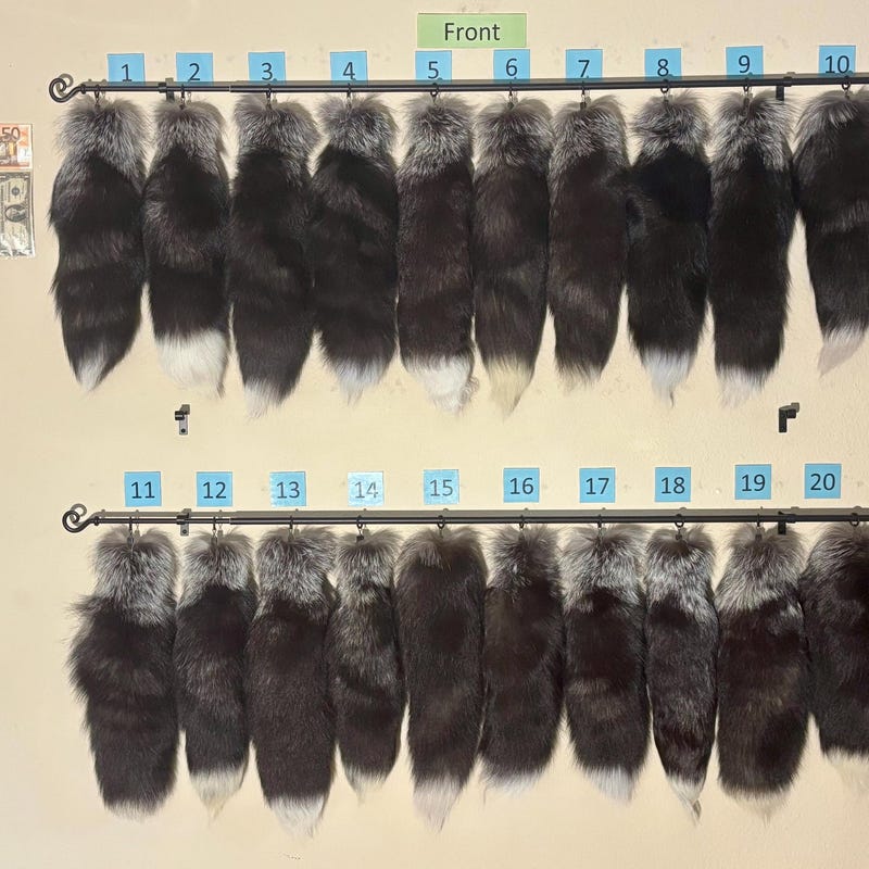 Hypermotion Tail - Etsy