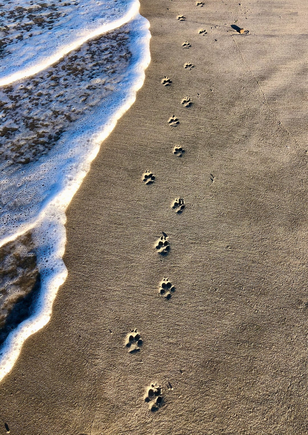 Paw Prints in the Sand Photo Print - Etsy