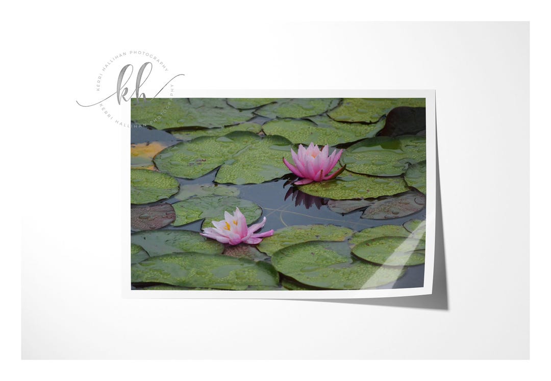 Water Lilies Print // Lily Pad // Botanical Photo // Fine Art ...