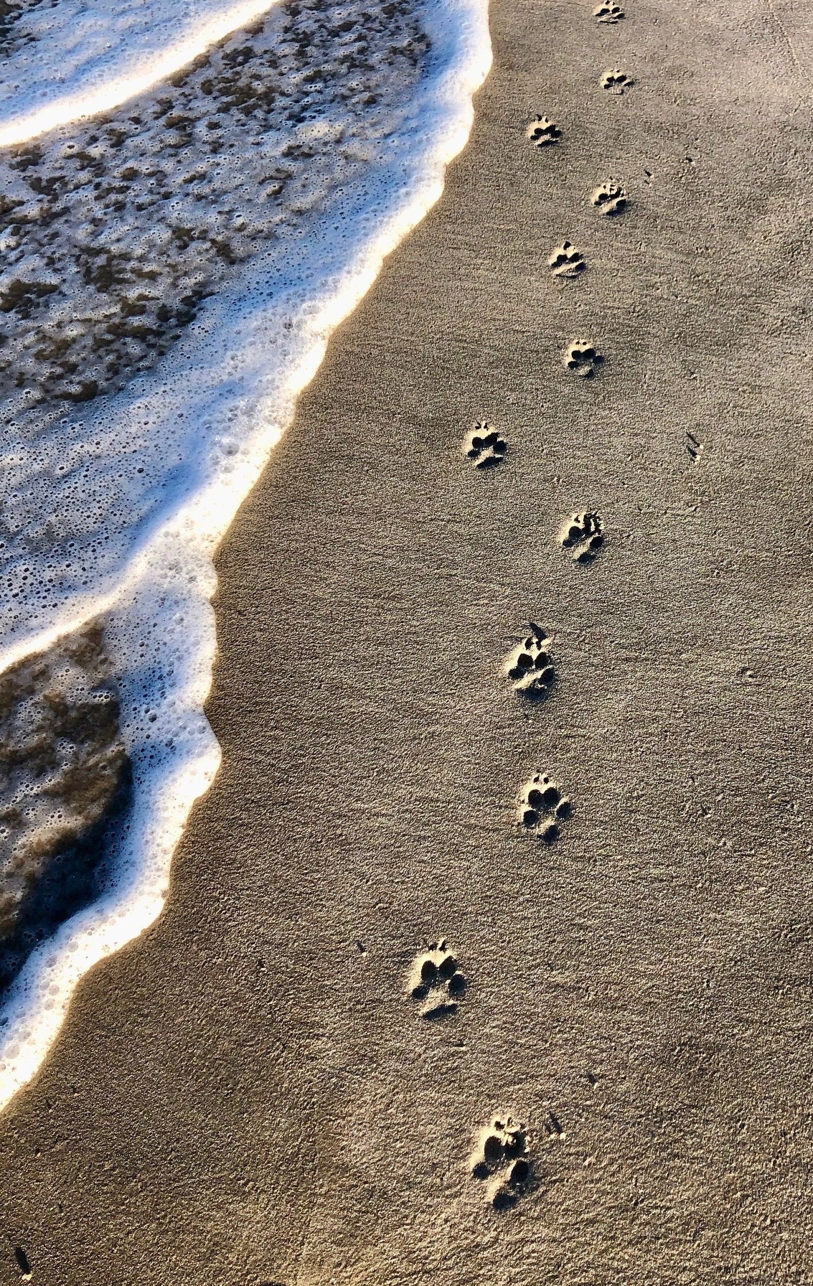 Paw Prints in the Sand, Digital Download, Dog Lover Gift, Beach Cottage ...