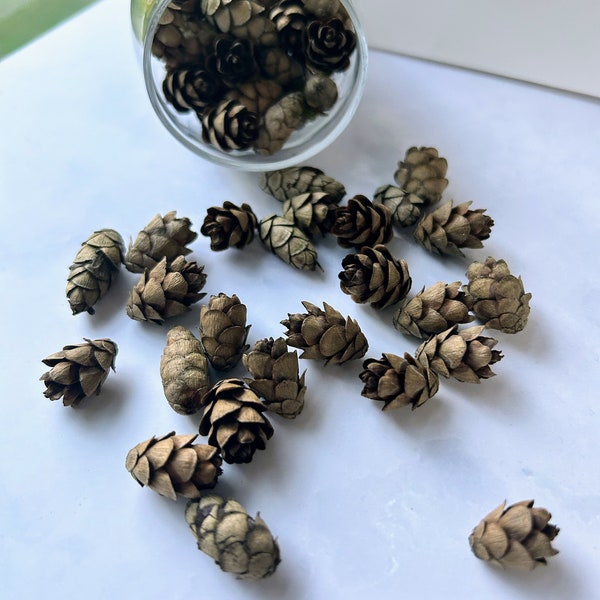 Hemlock Cones - Etsy