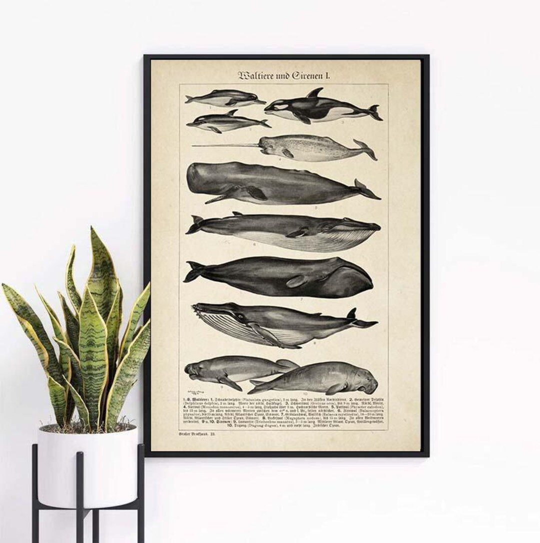 Antique Whales Chart Poster – Vintage Maritime Wall Art, Detailed Whale ...