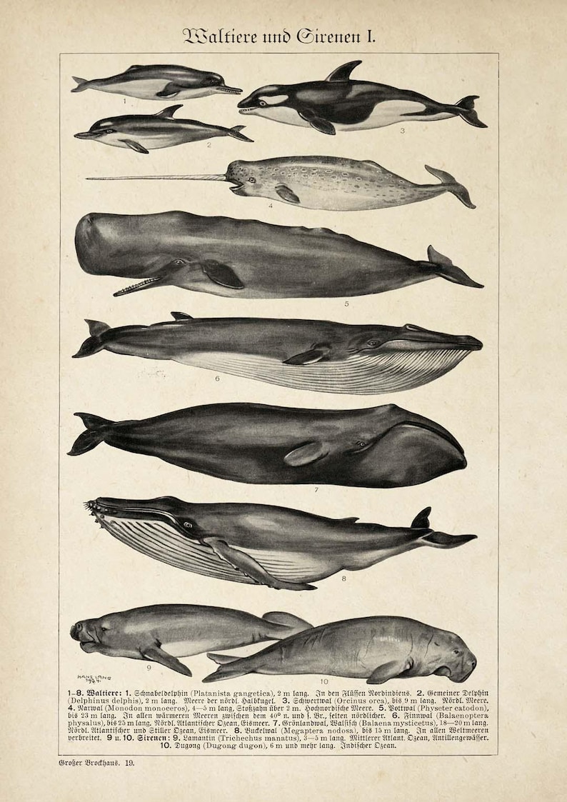 Antique Whales Chart Poster – Vintage Maritime Wall Art, Detailed Whale ...