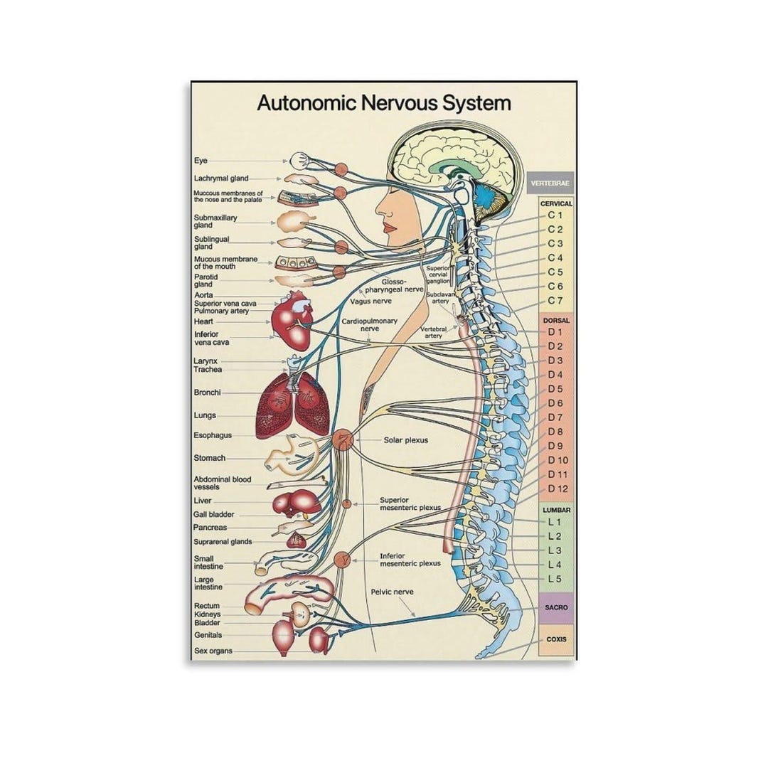 Autonomic Nervous System Poster Spinal Human Body Anatomy Canvas Art ...