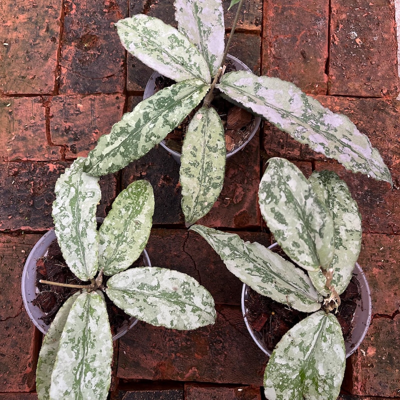 Undulata Silver Hoya - Etsy