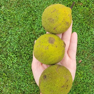 Virginia Black Walnut Seeds | Float Tested & Ready to Plant | Hand ...