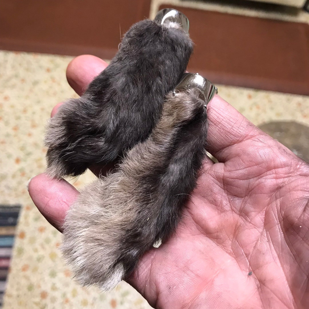 Lucky Rabbit's Foot Rare Dark Colors Genuine Rabbit's Feet Key Chains ...