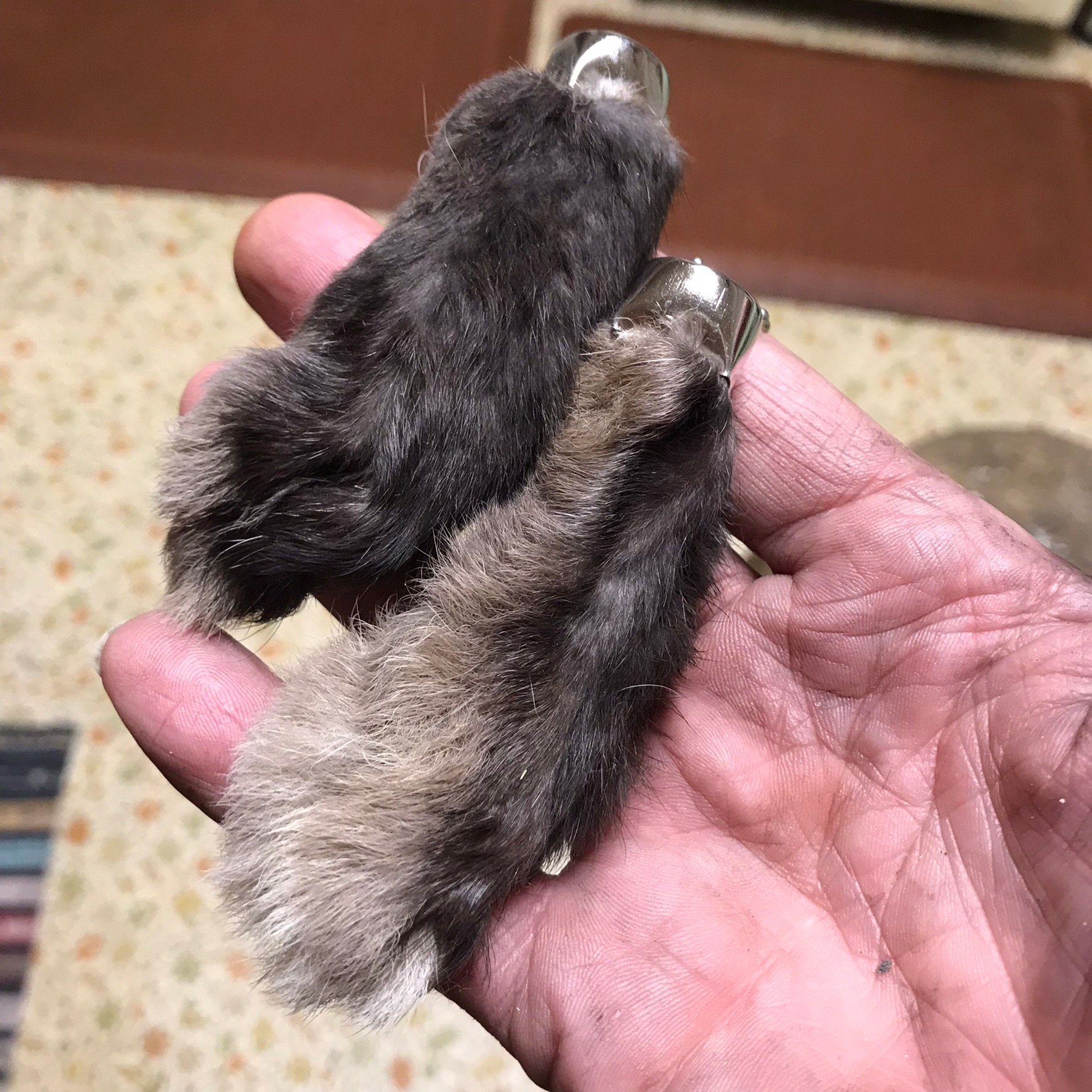 Lucky Rabbit's Foot Rare Dark Colors Genuine Rabbit's Feet Key Chains ...