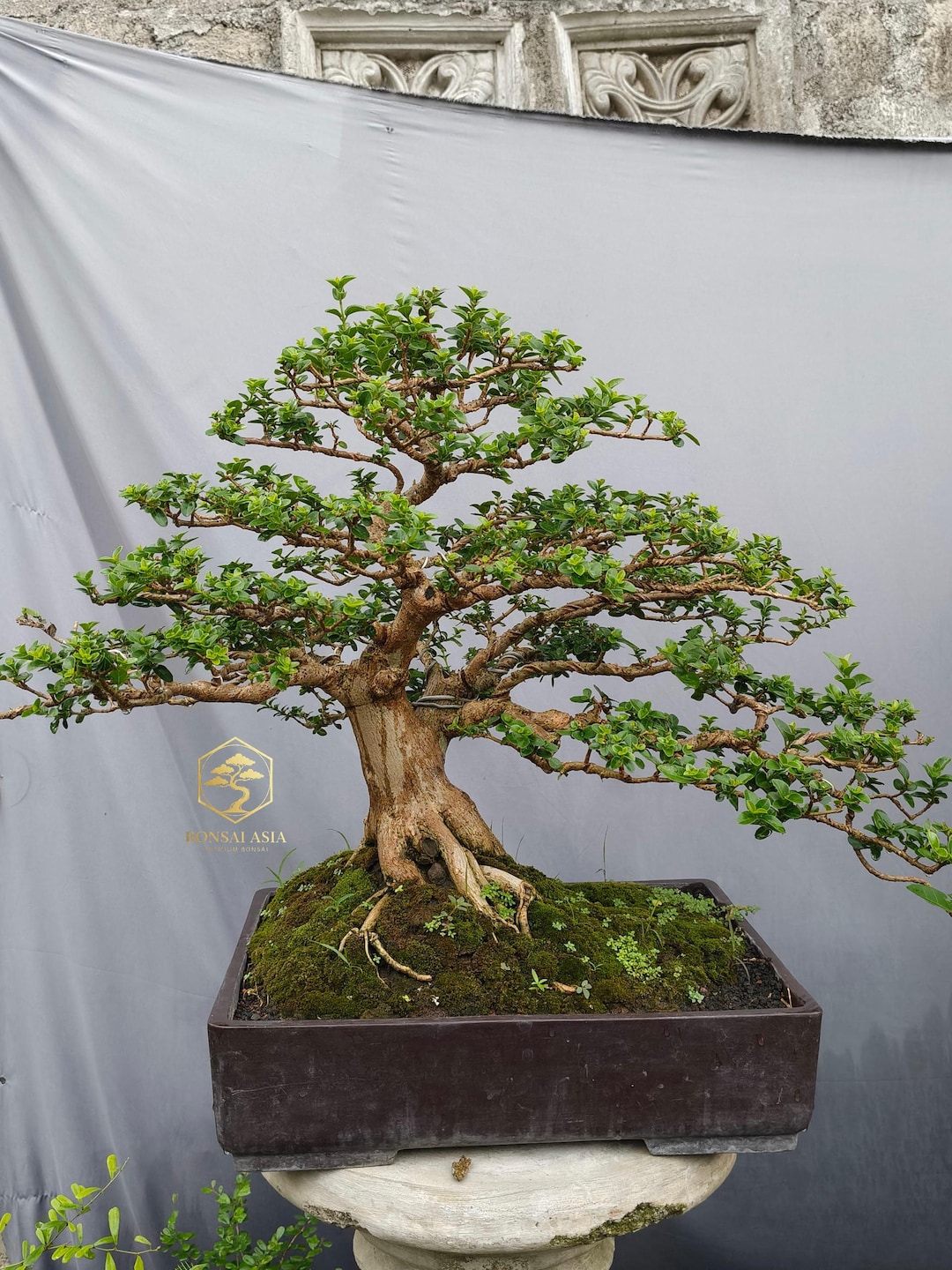 Premna Microphylla Bonsai Tree Medium Size Premium Bonsai - Etsy