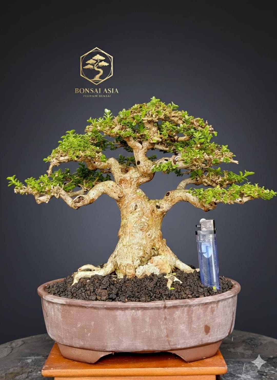 Premna Microphylla Bonsai Tree, Real Picture Old Tree - Etsy