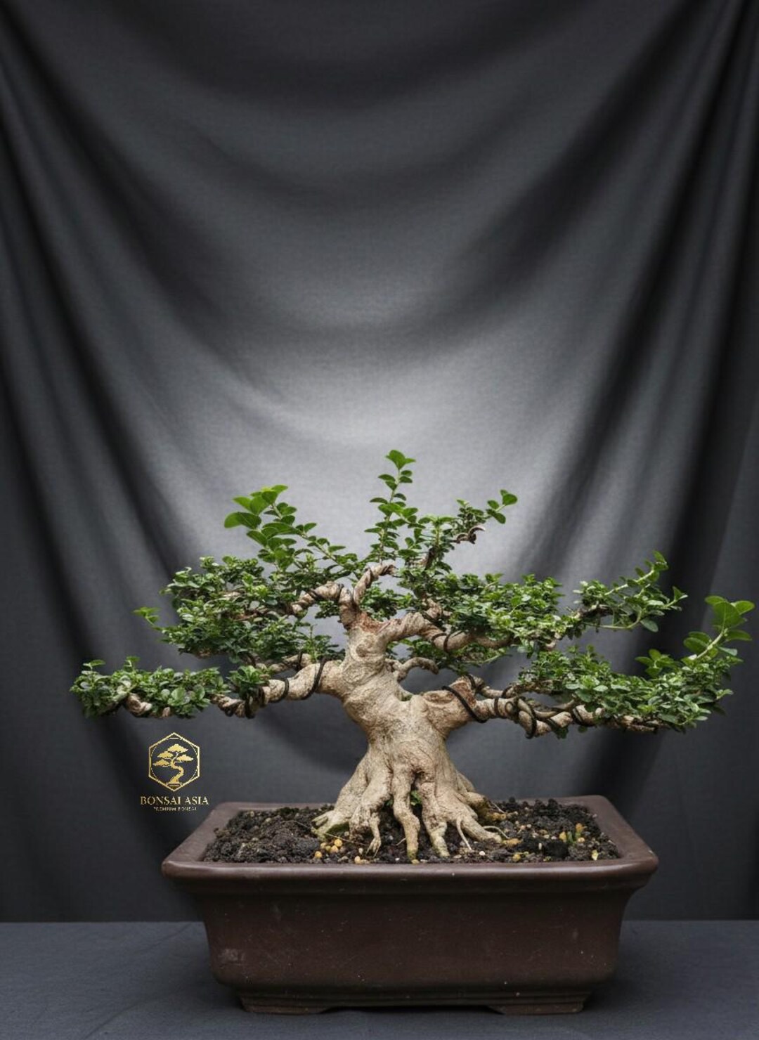 Premna Microphylla Bonsai Tree, Real Picture Nice Style - Etsy