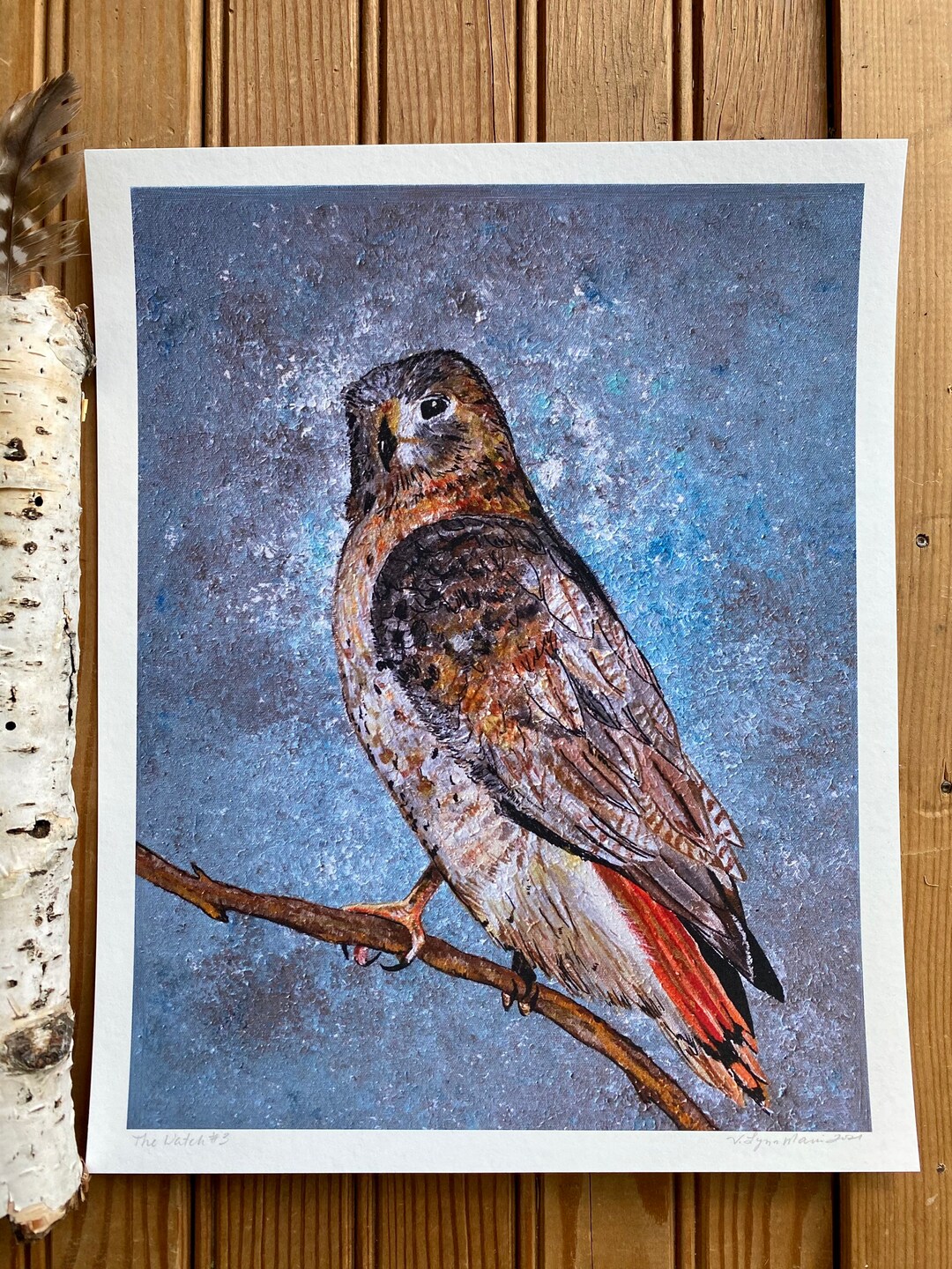 Fine Art Print Red Tailed Hawk Bird on Birch Aspen Tree Branch Animal ...