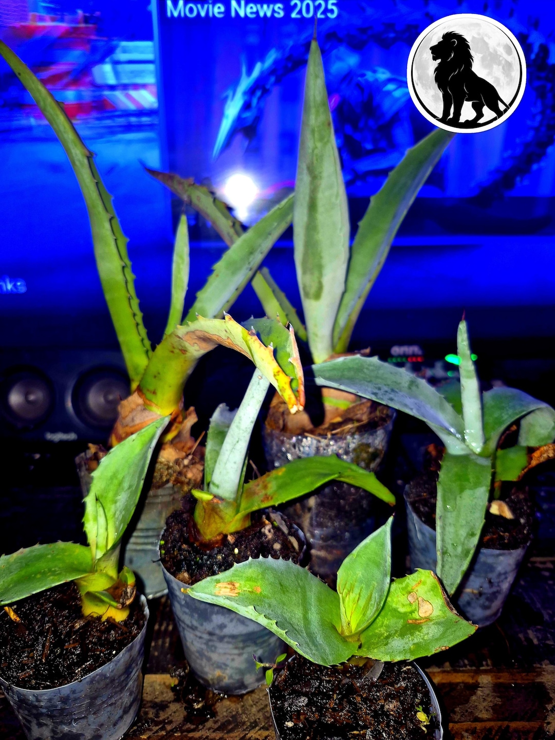8" Sacred Agave Cactus – Rare Collector Plant – Free Shipping | Lions ...