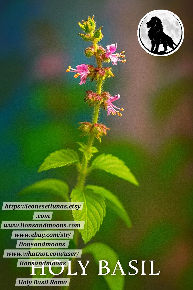 Live Holy Basil Plant: Organic Tulsi Roma - 25 Inch - Etsy
