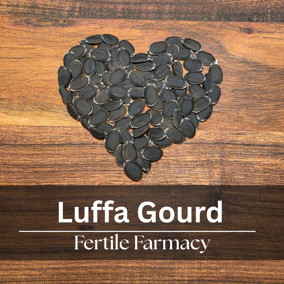 Premium Luffa Seeds ~ Florida Grown Seeds ~ Loofah Heirloom Sponge (non ...