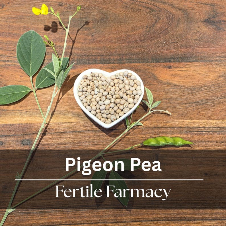 Pigeon Pea Seeds | Gandules | Heat & Drought Tolerant ~ Tropical Food ...