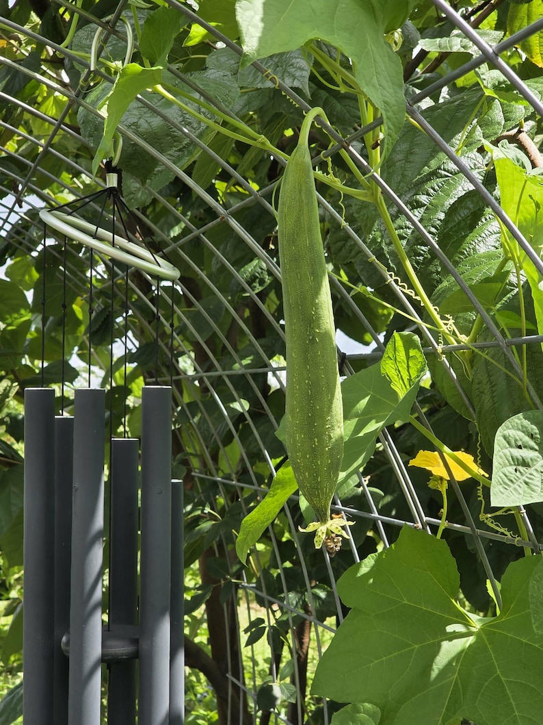 Loofah Gourd Seeds ~ Sponge Gourd ~ Heirloom Asian Vegetable | Florida ...
