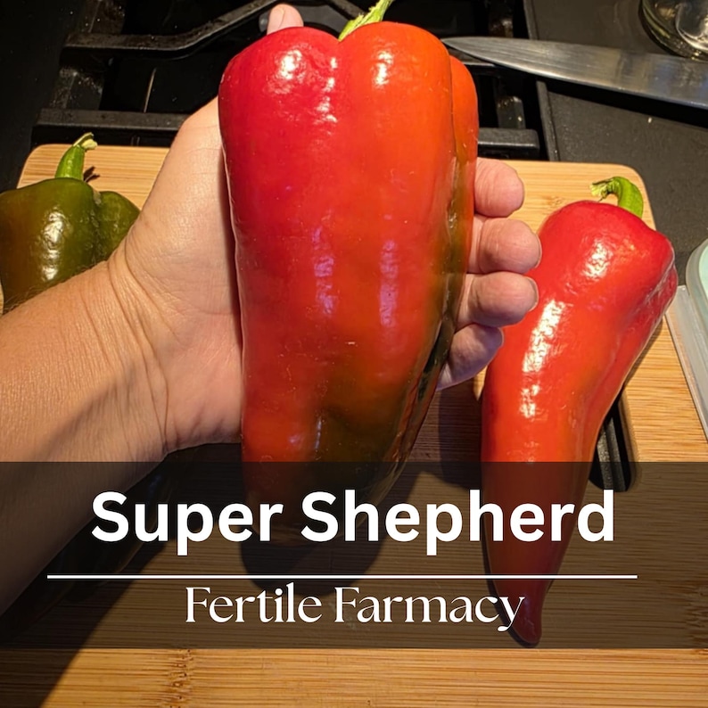 Bell Pepper Seeds - Rare Super Shepherd Heirloom | Florida Grown ...
