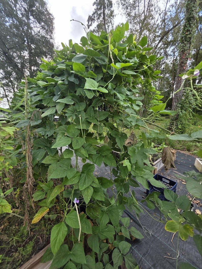 15 Puerto Rican Black Bean Seeds ~ Habichuela De Ojo Negro | Rare ...