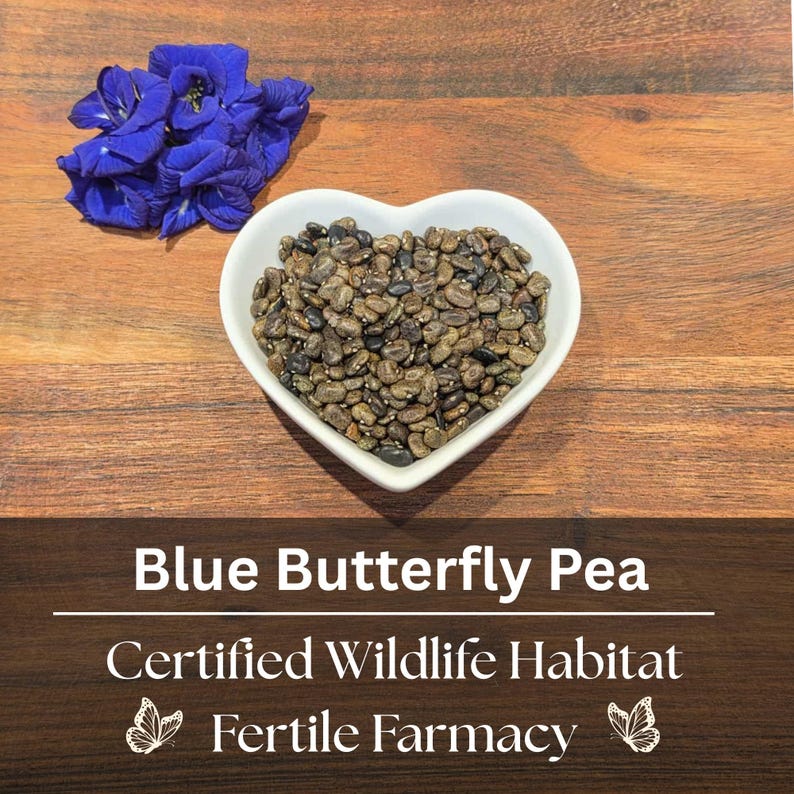 Butterfly Pea Seeds | Blue Tea ~ Edible Flowers ~ Florida Grown ...