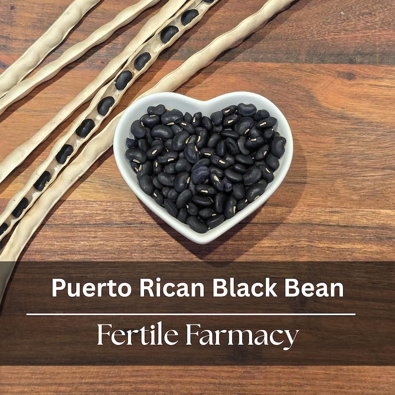 15 Puerto Rican Black Bean Seeds ~ Habichuela De Ojo Negro | Rare ...