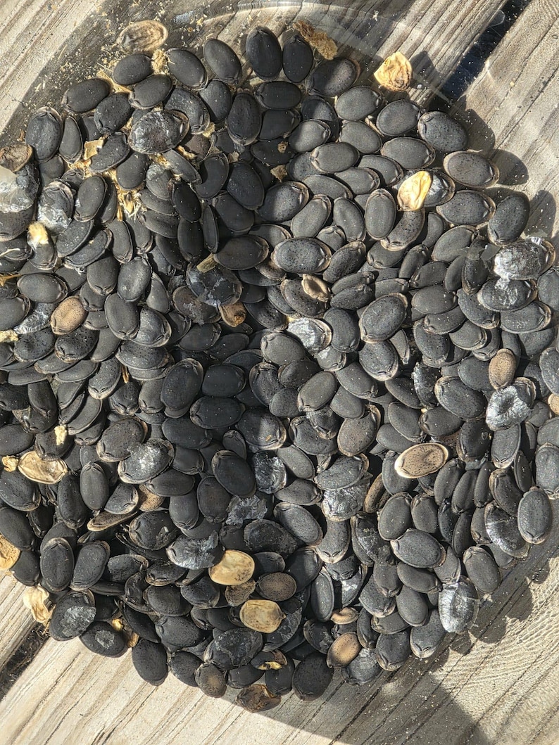 30 Luffa Seeds ~ Loofah Sponge Gourd ~ Asian Vegetable ~ Florida Grown ...