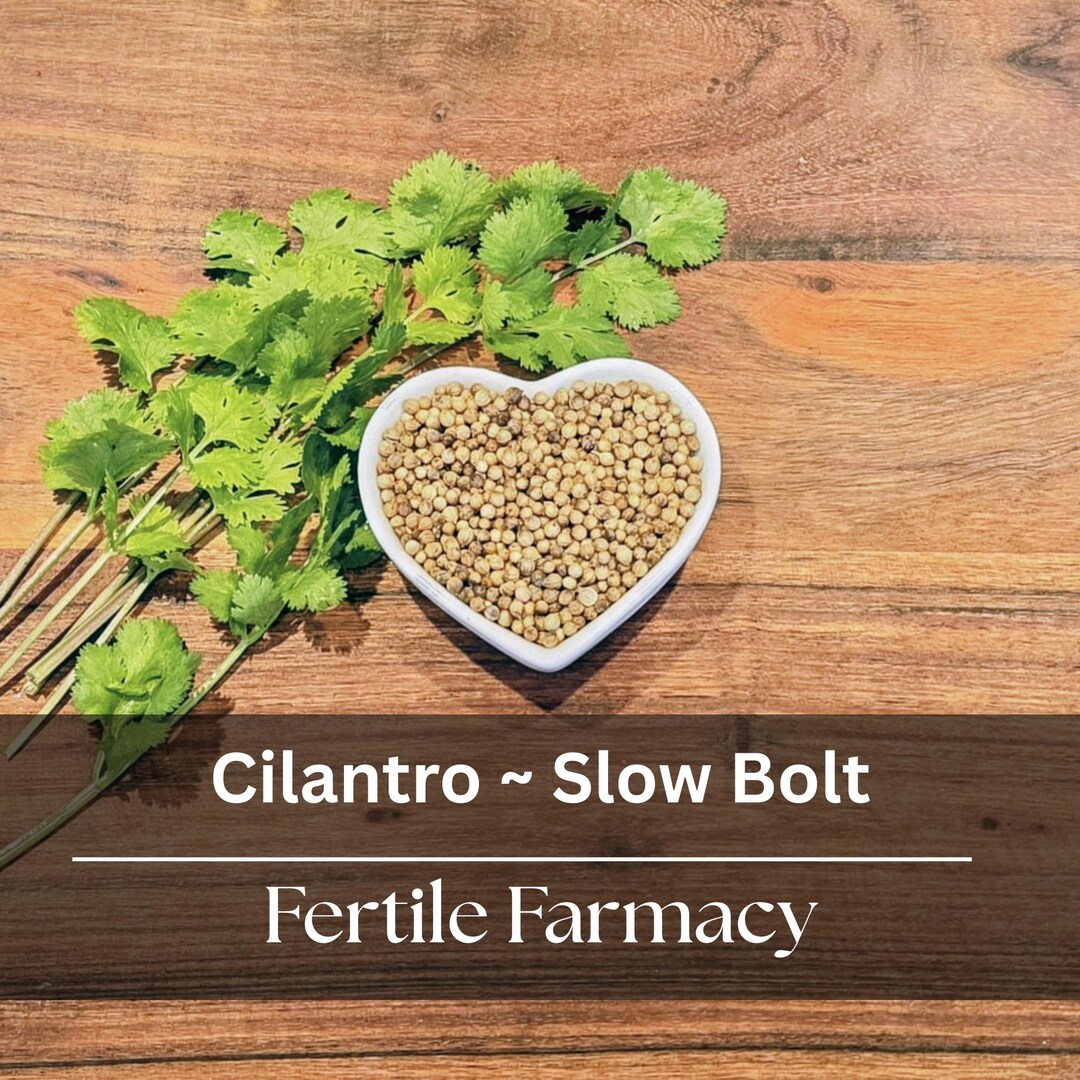 Slow Bolt Cilantro Seeds – Heat Tolerant Heirloom Coriander Herb ...