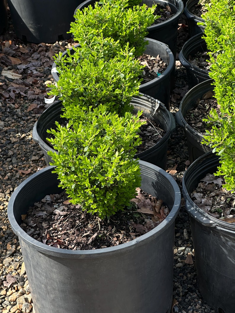 Micro Leaf Dwarf Boxwood - Deer Resistant Specialty Compact Evergreen ...