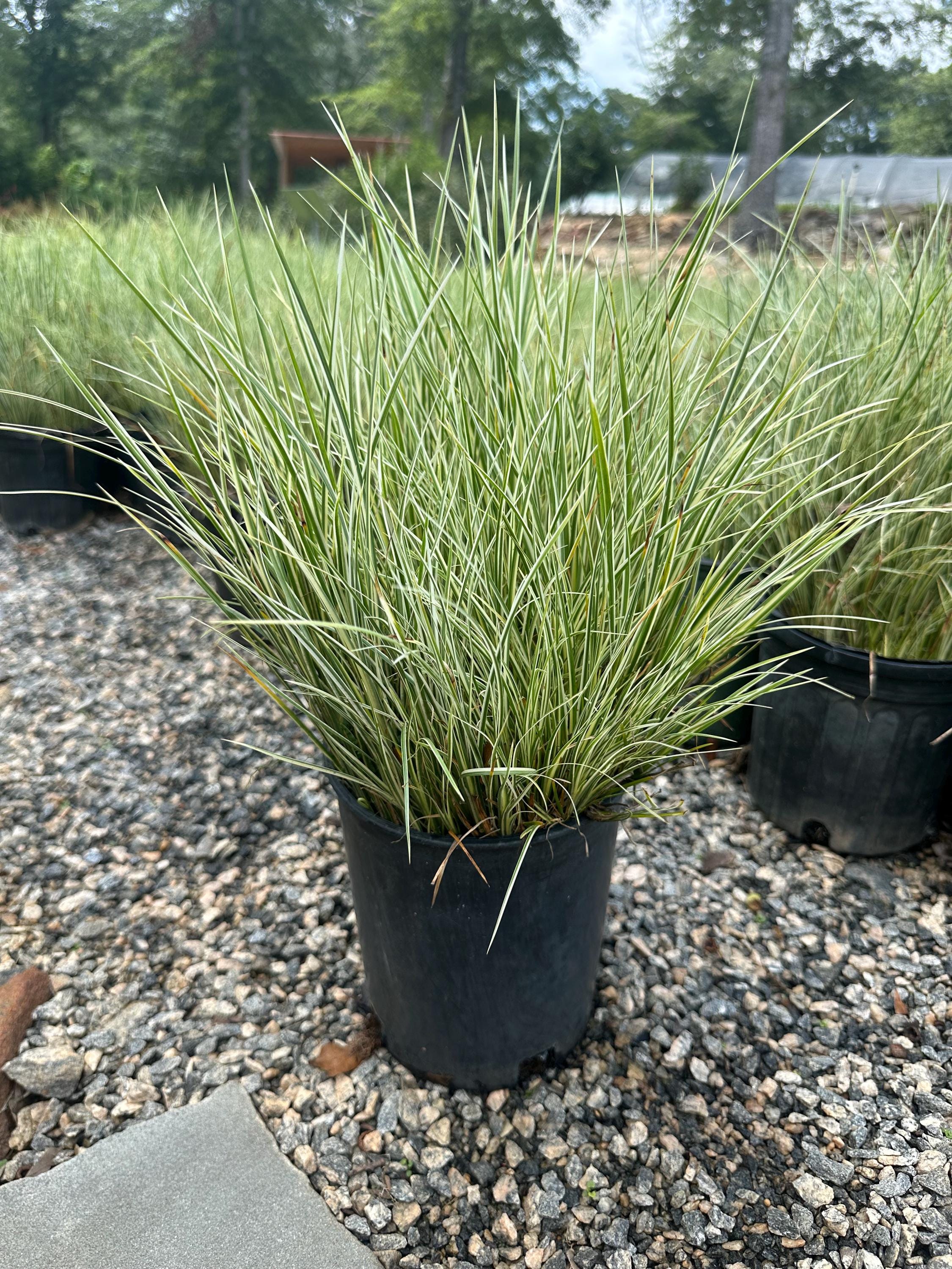 Variegated Acorus – Sweet Flag Plant | Hardy Ornamental Grass-like ...