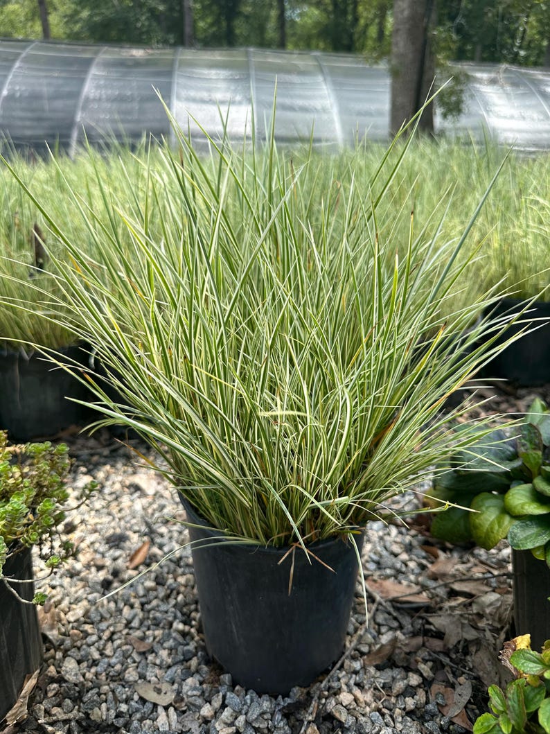 Variegated Acorus – Sweet Flag Plant | Hardy Ornamental Grass-like ...