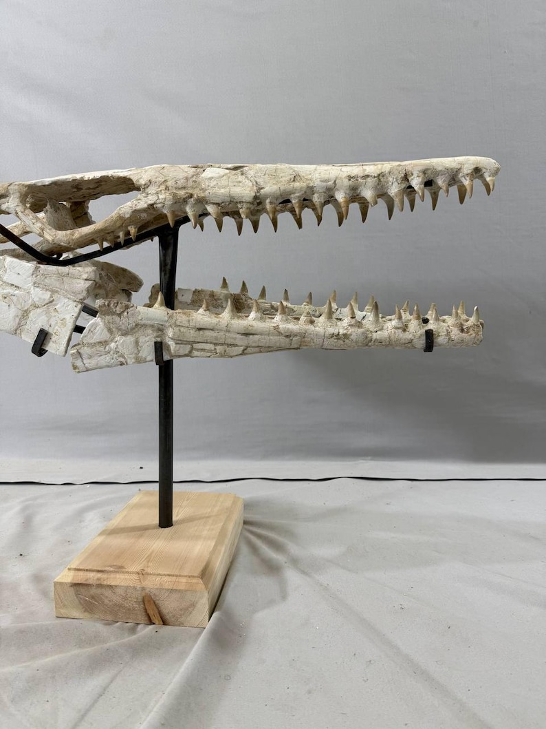 Real Mosasaur Skull Fossil | 75 Cm Marine Reptile | Authentic Mosasaur ...