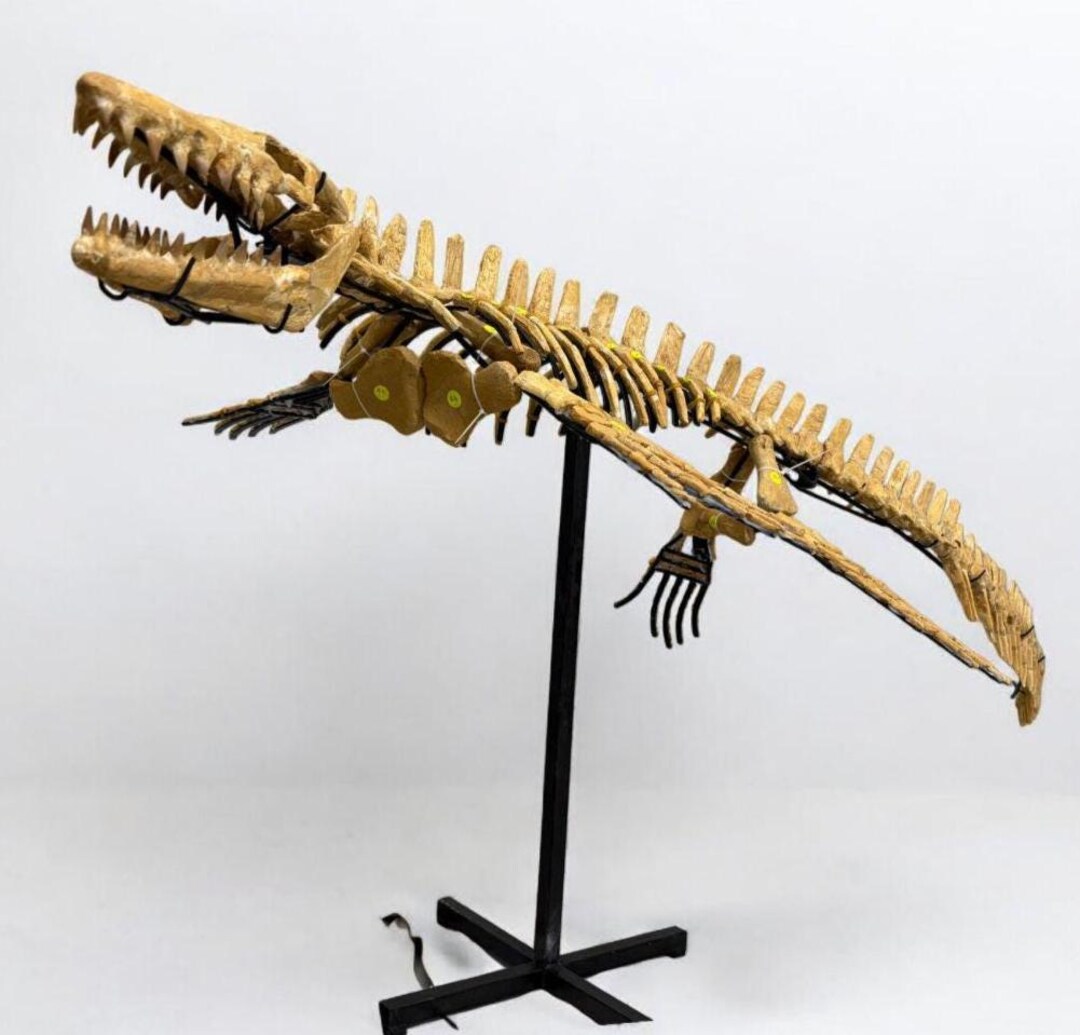 Mosasaur Skeleton Fossil - 78 IN – Cretaceous Dinosaur Reptile – Rare ...